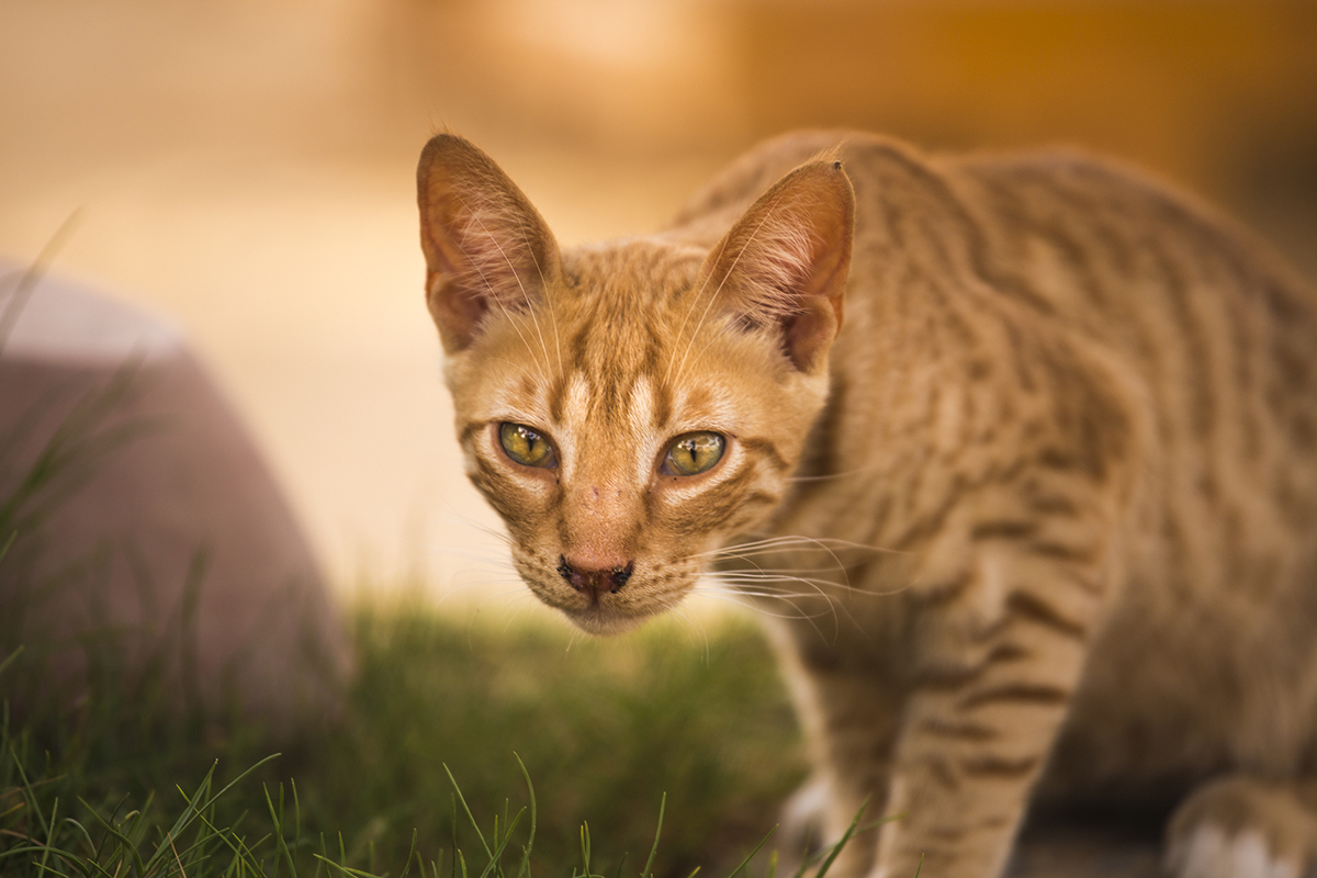 Macskák, de szarkák is Az Én Kedvencem