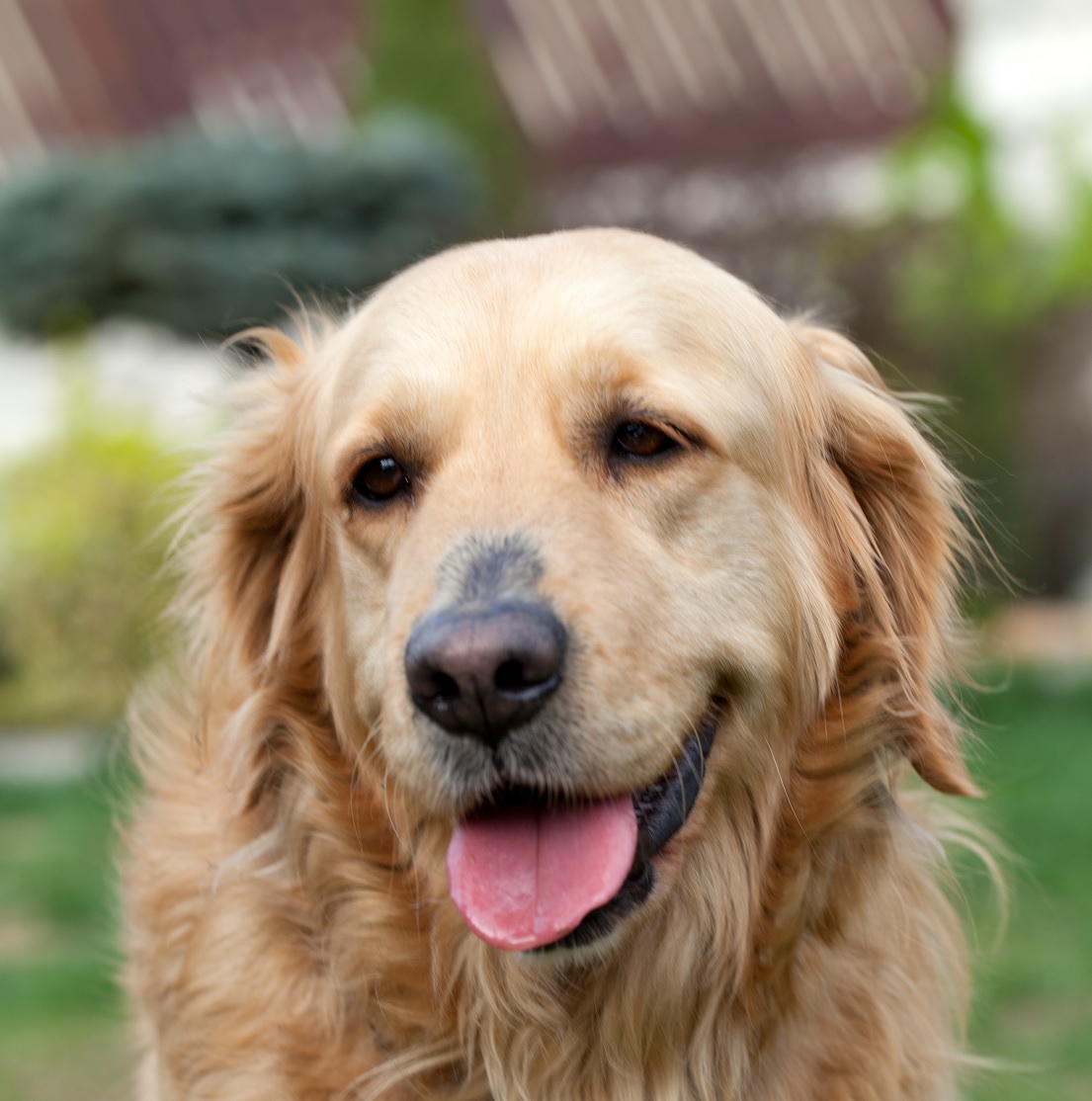 Kutya kvíz Az Én Kedvencem