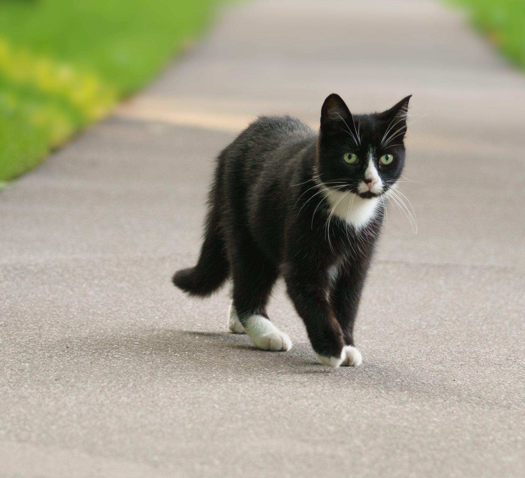 Így fest a világ a macskák szemszögéből! Az Én Kedvencem