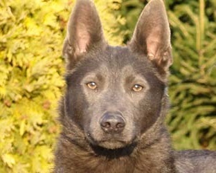 Egy új magyar kutyafajta, amelyet kevesen ismernek Az Én Kedvencem